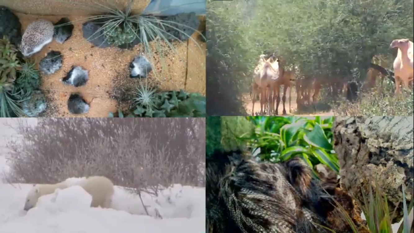 2017 Signature Hack: Collectively Powered Animatronic Fictional Animals