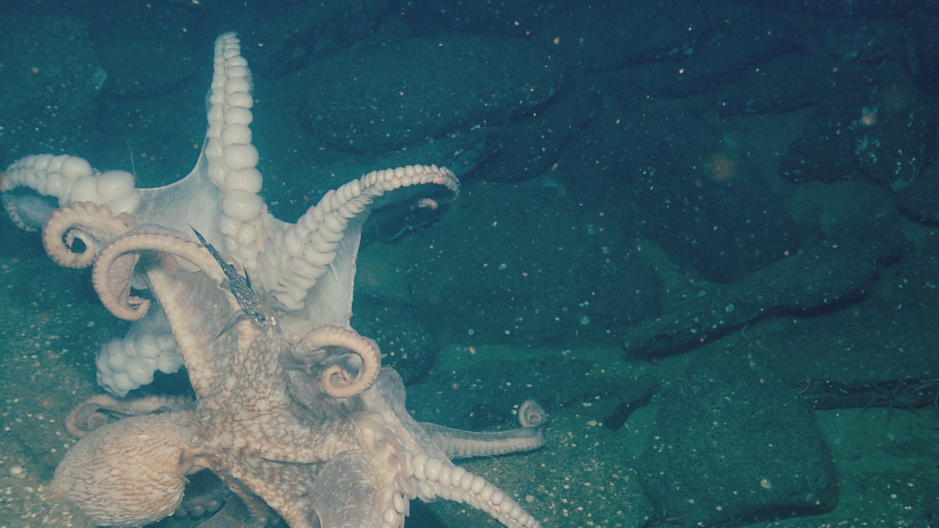 Toward A Transhumanist Future: Miriam Simun Media Lab '18