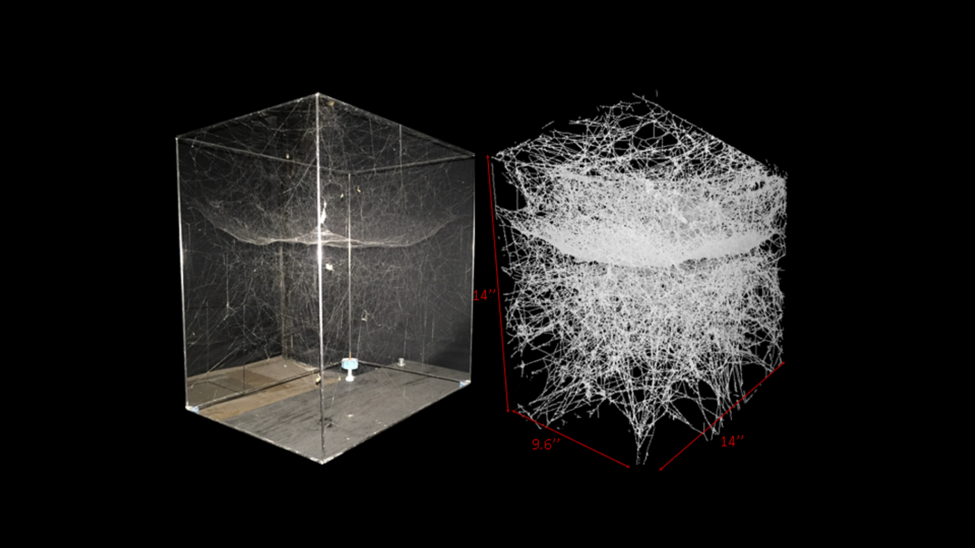 Consider the Spiderweb